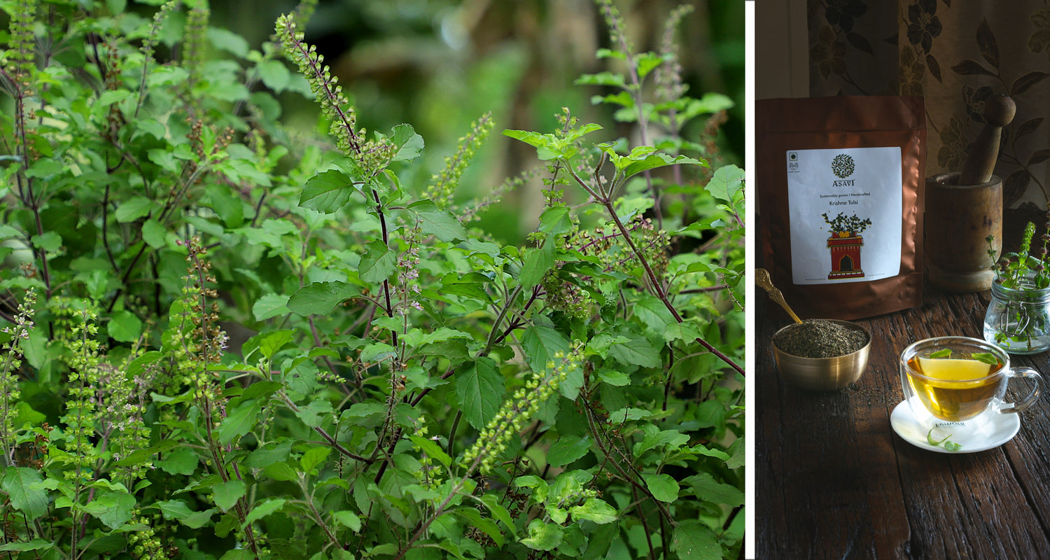 Pure Krishna Tulsi Leaves: A Gift from Nature for Your Health – ASAVI Farms